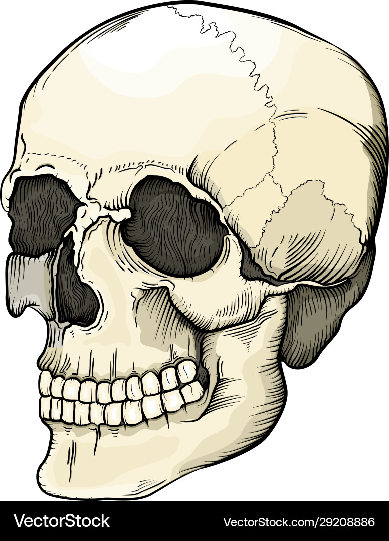 Skull Royalty Free Vector Image - VectorStock