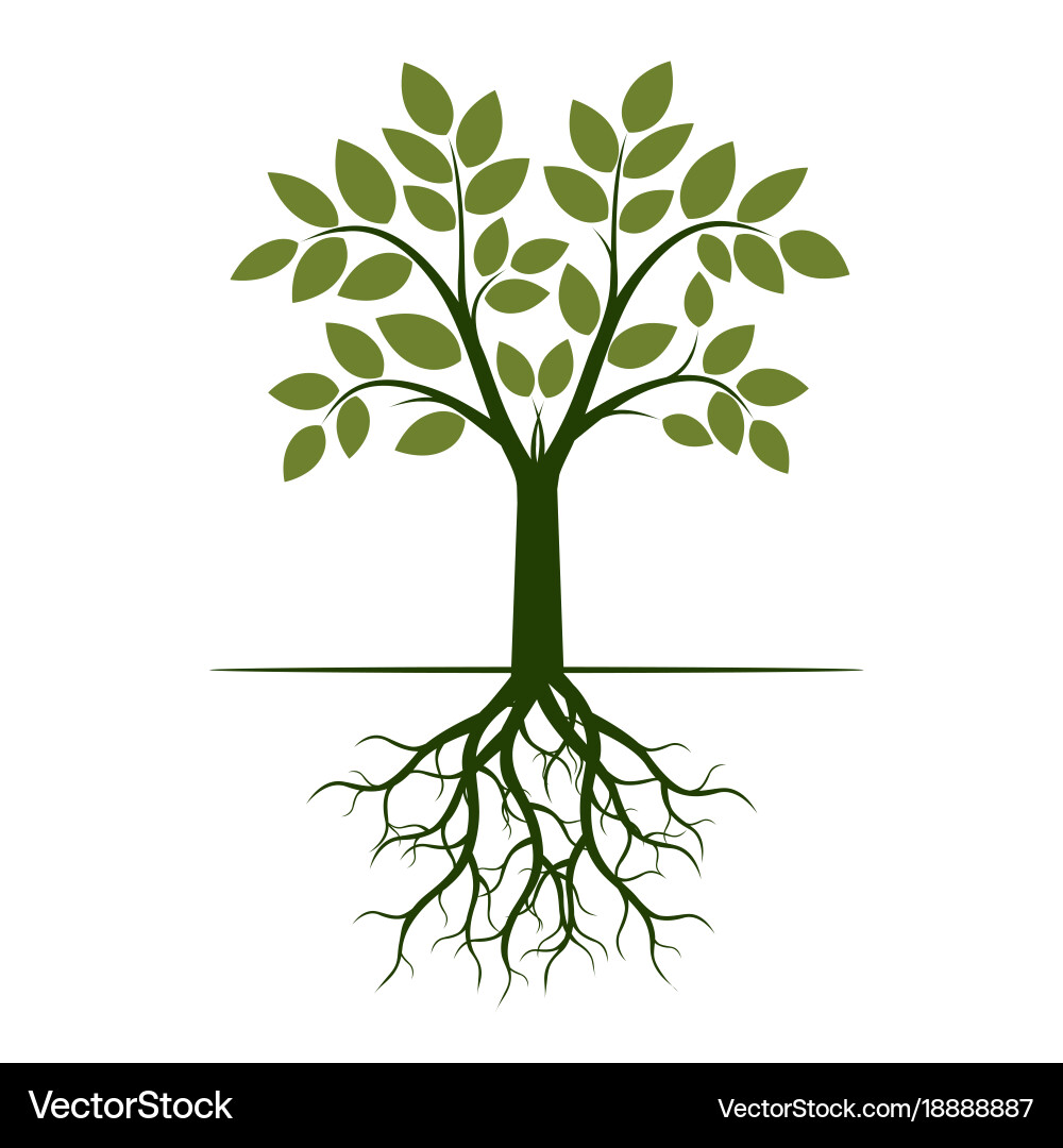 Elegant Green Tree with Roots Royalty Free Vector Image