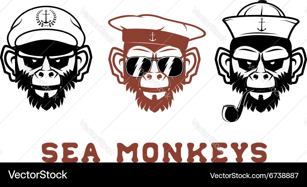 Sea monkey Royalty Free Vector Image - VectorStock