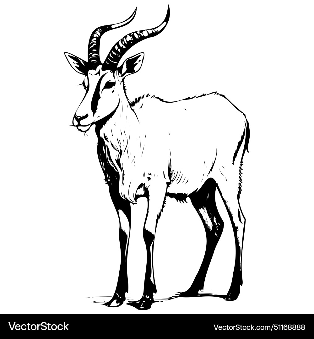 Engrave addax standing sideways sketches hand Vector Image