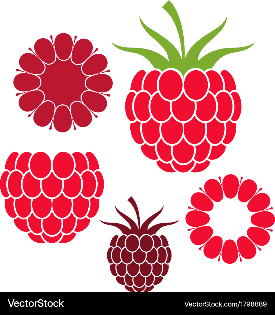 Raspberries Royalty Free Vector Image - VectorStock