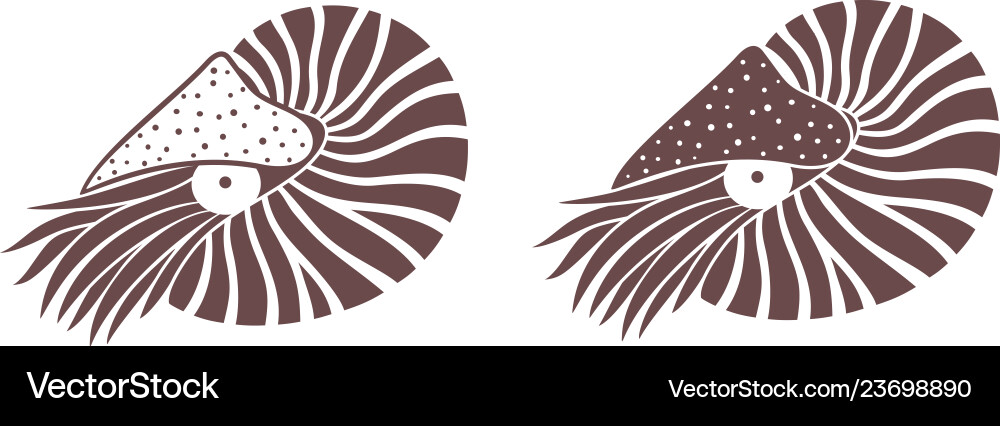 Nautilus Royalty Free Vector Image - VectorStock