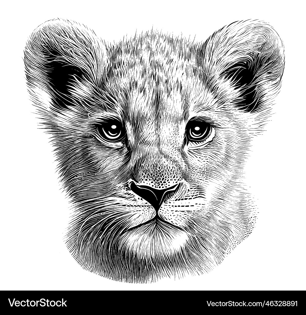 Lion Cub Sketch - Cute Portrait Royalty Free Vector Image
