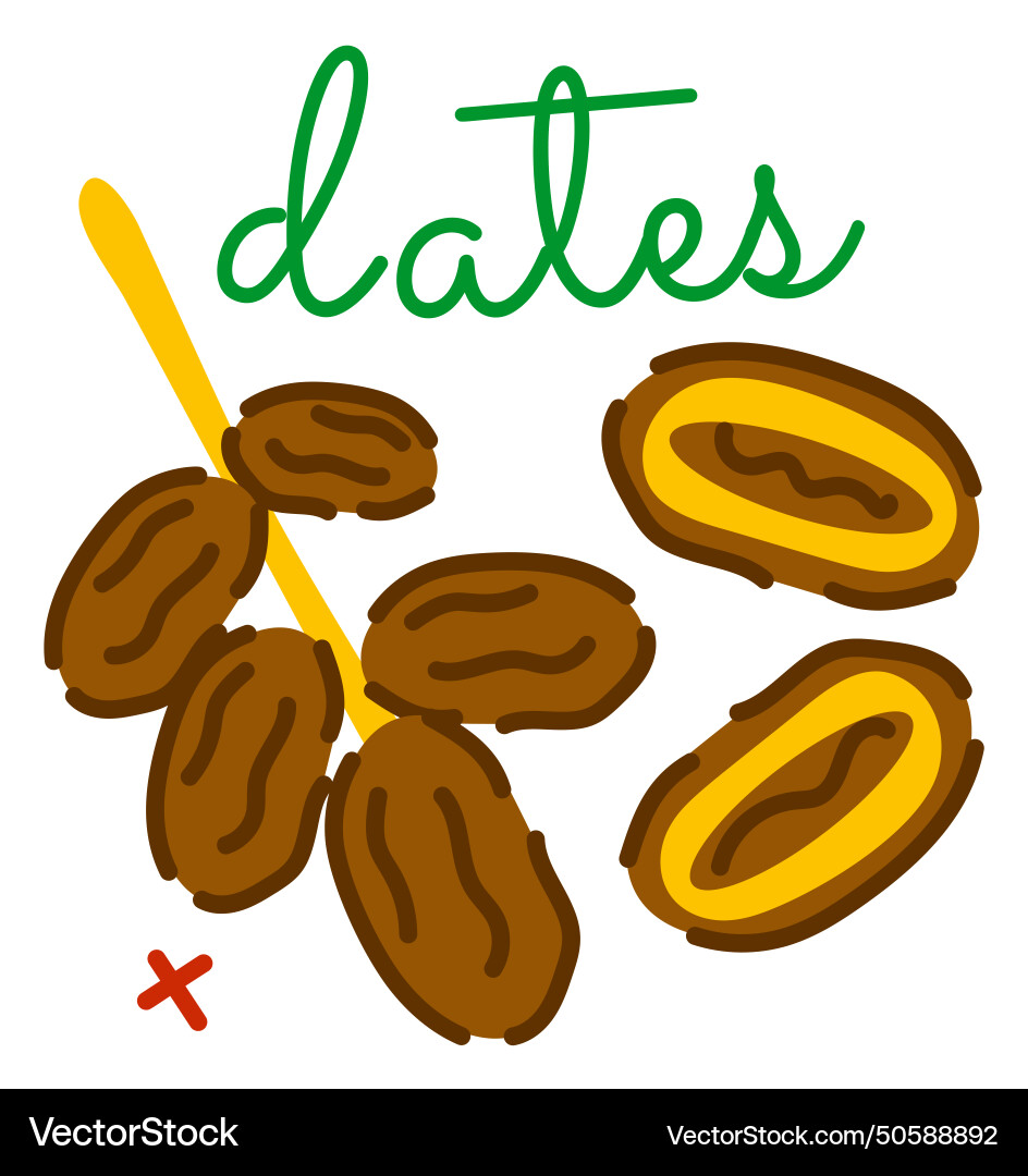 Date fruit Royalty Free Vector Image - VectorStock