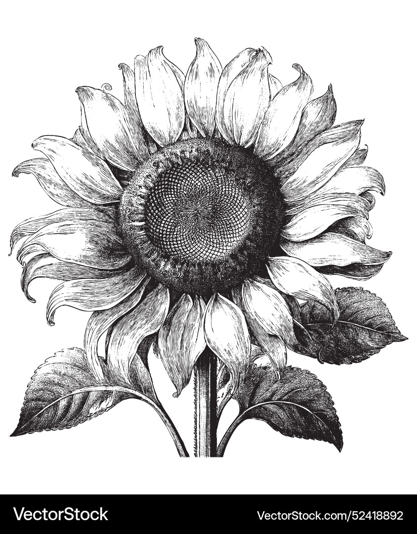 Vintage Sunflower Engraving Royalty Free Vector Image