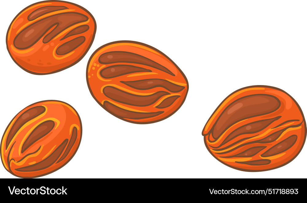 Nutmeg nuts colored detailed Royalty Free Vector Image