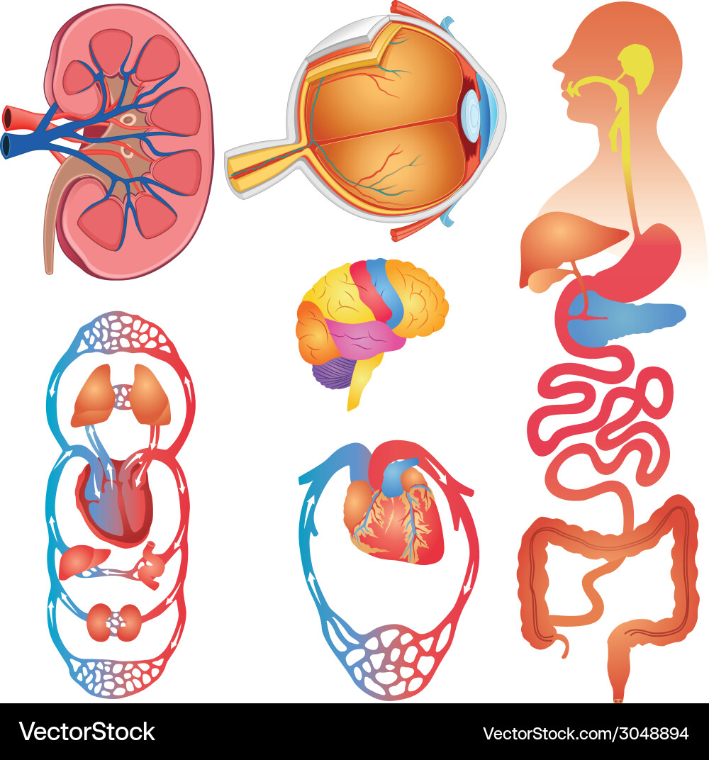 Human body parts set Royalty Free Vector Image