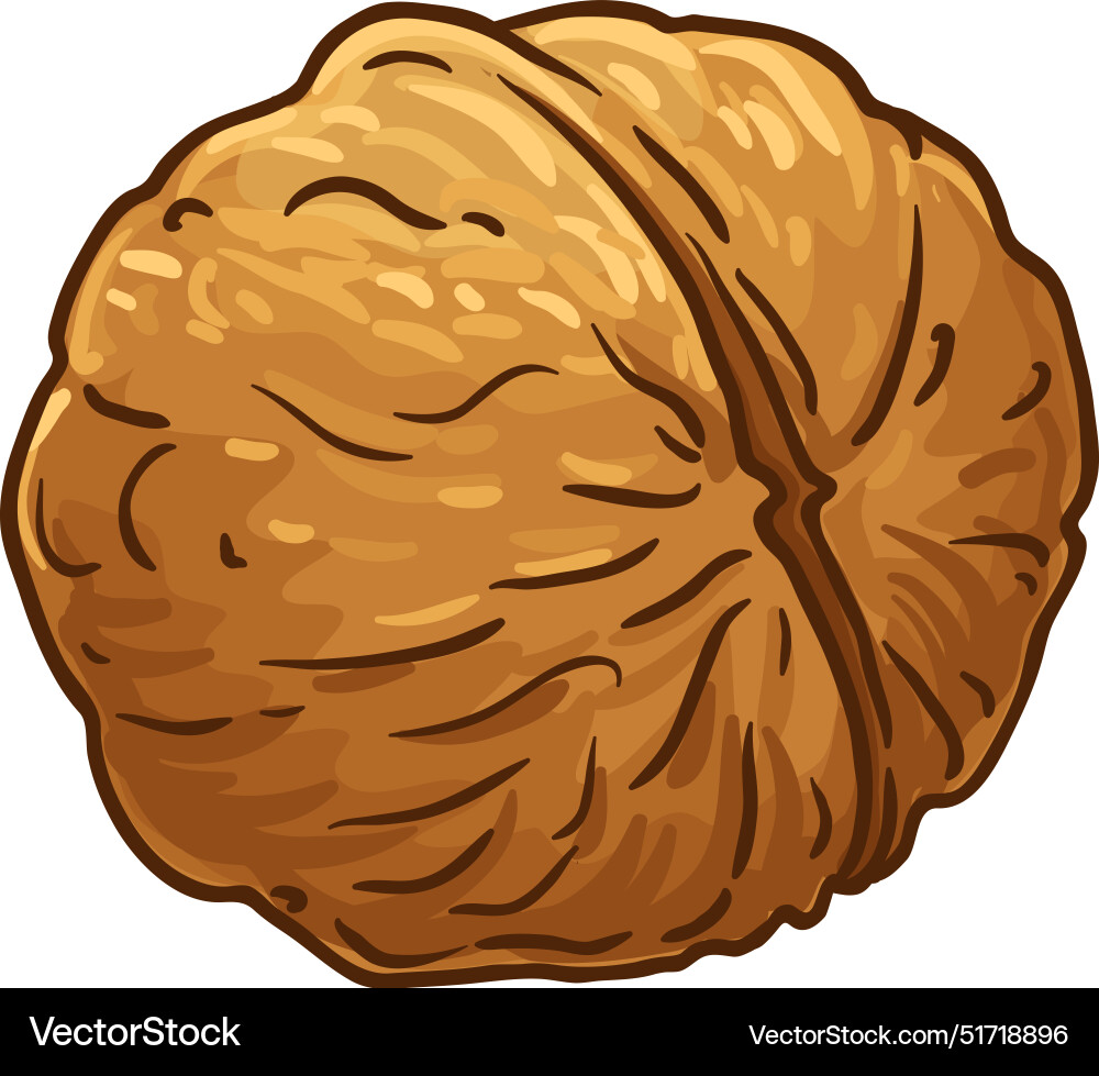Walnut isolated colored detailed Royalty Free Vector Image