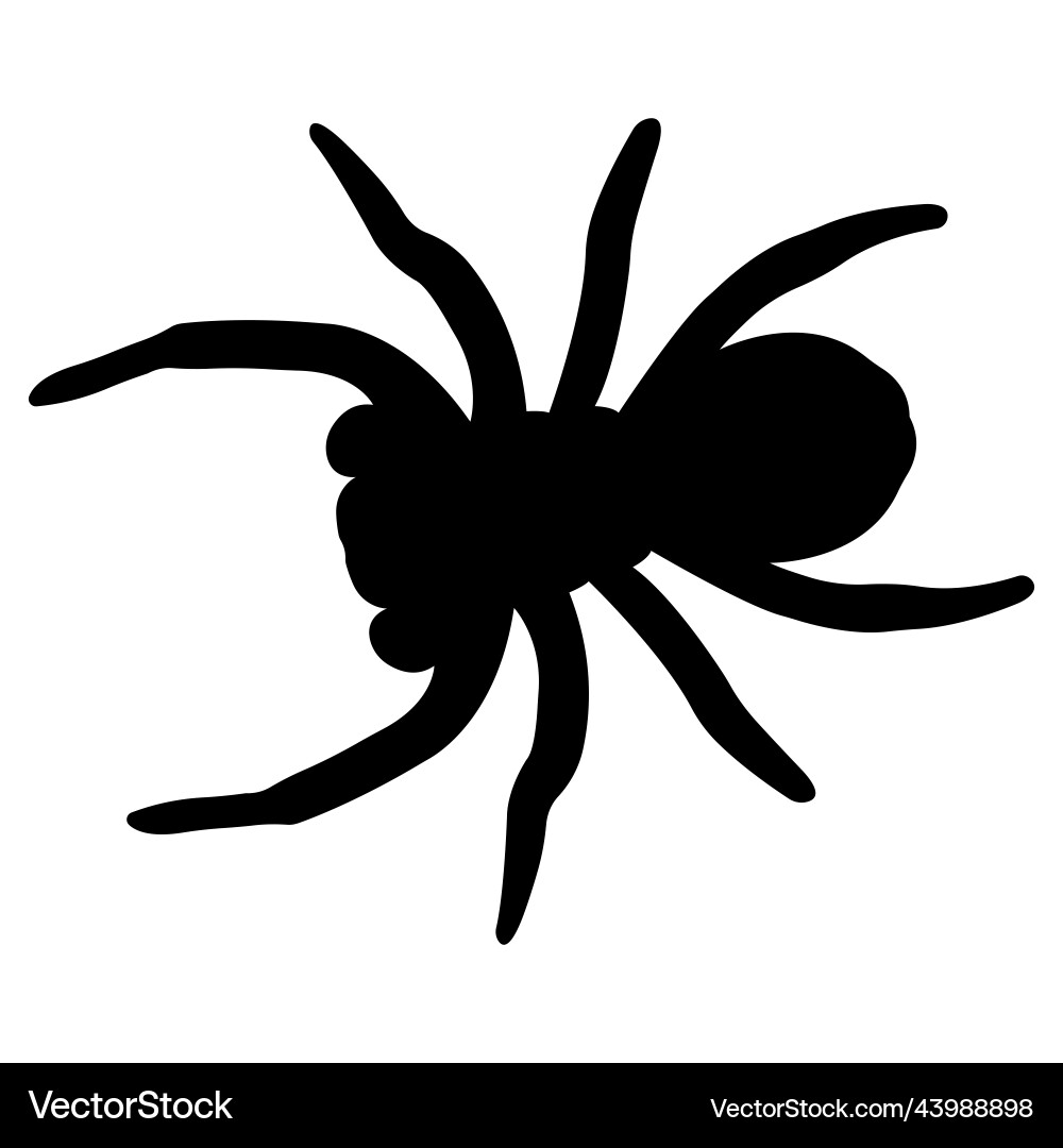Black spider Royalty Free Vector Image - VectorStock