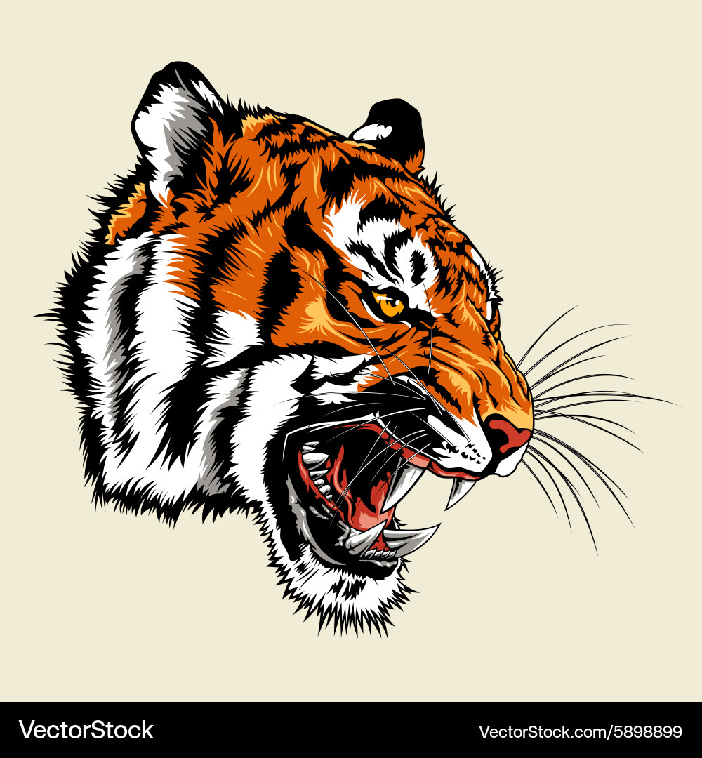 Tiger Head Roaring Drawing Roaring Tiger Head Vector Illustration
