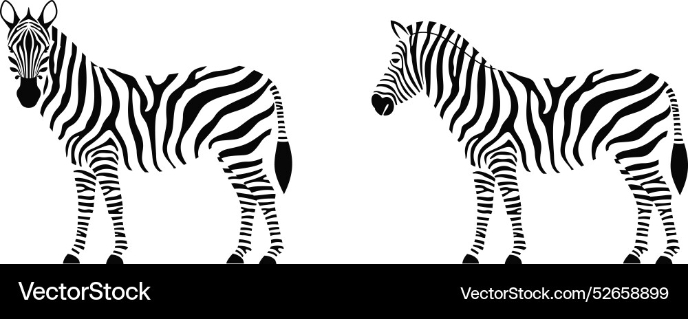 Zebra Royalty Free Vector Image - VectorStock