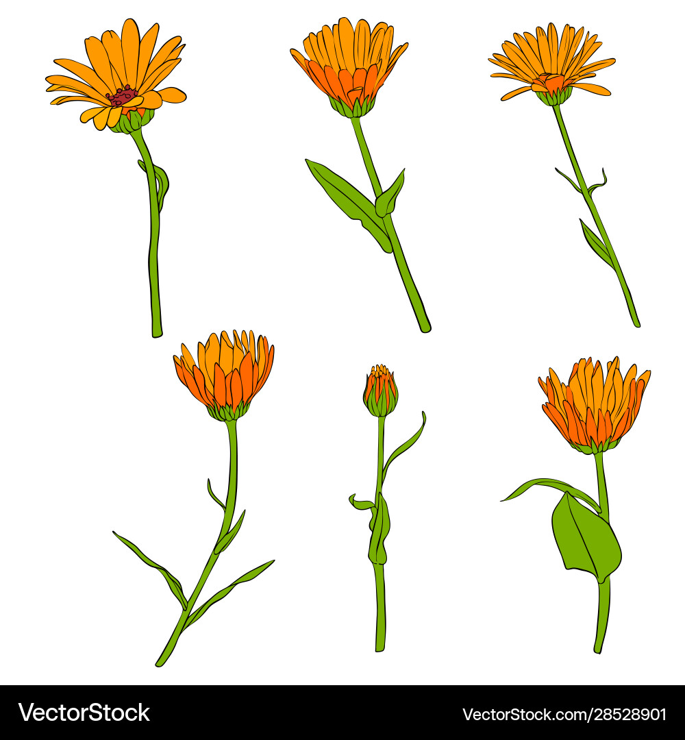 Drawing flowers Royalty Free Vector Image - VectorStock