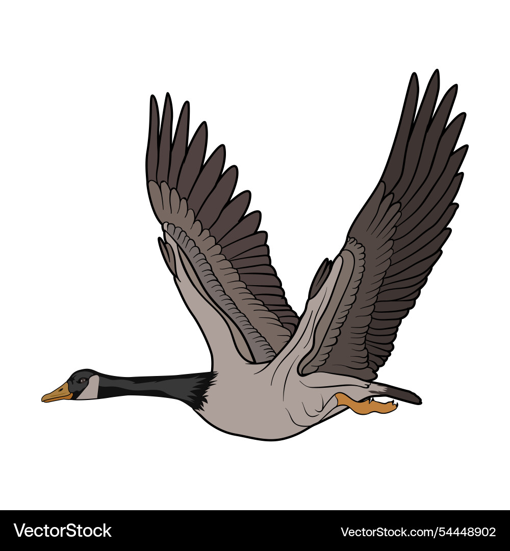 Canada goose flying duck Royalty Free Vector Image