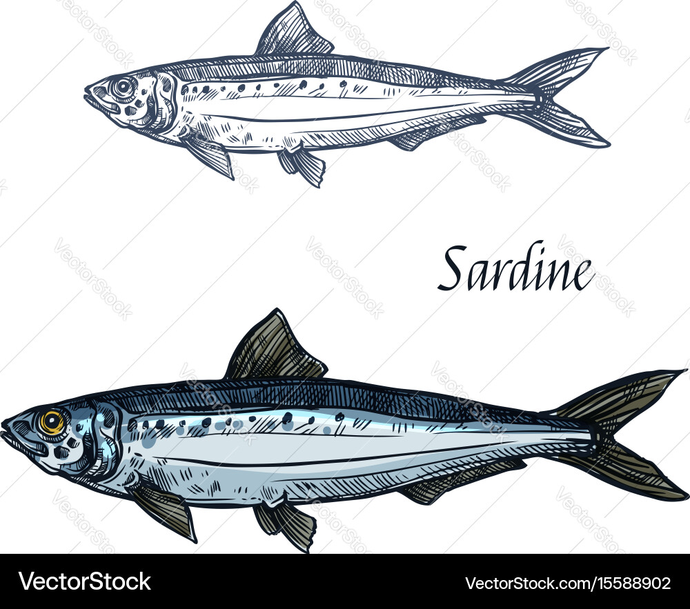 Sardine Fish Sketch Icon Royalty Free Vector Image