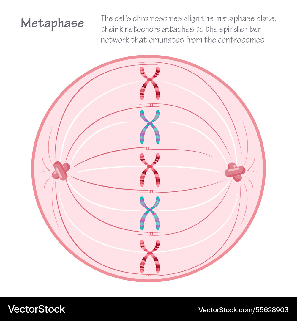 Metaphase the dividing cell during mitosis Vector Image