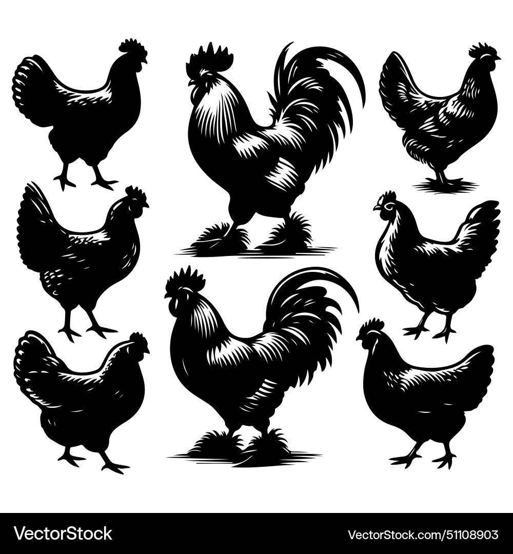 Silhouette set of chicken Royalty Free Vector Image