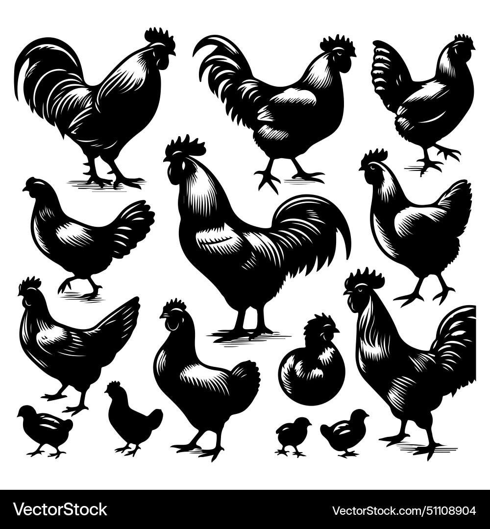 Silhouette set of chicken Royalty Free Vector Image
