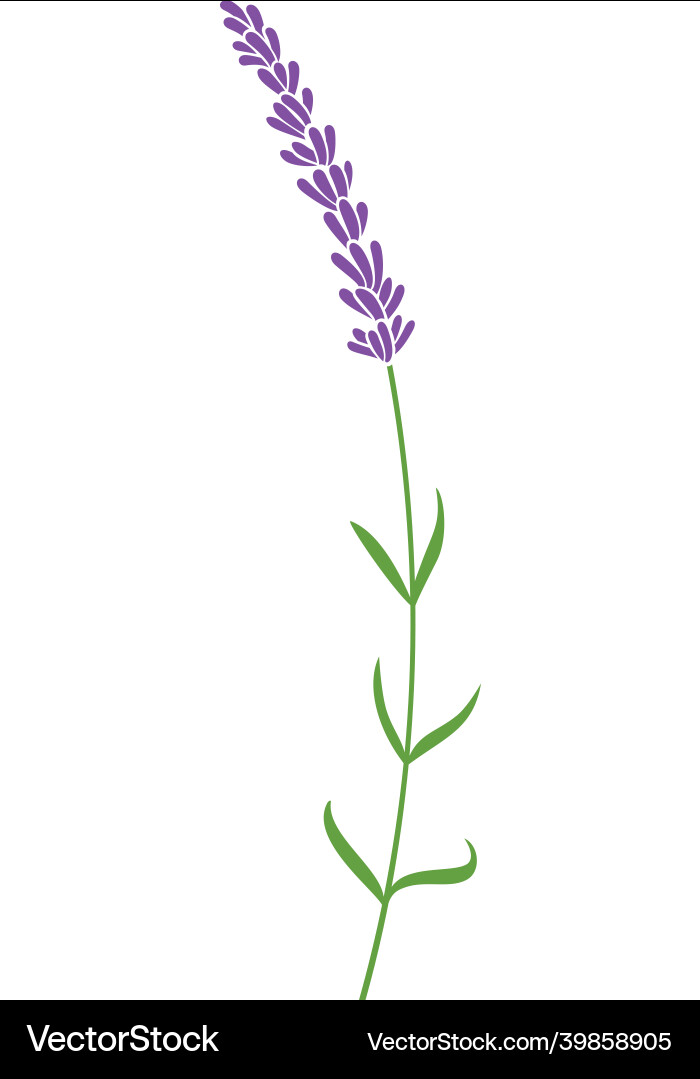Lavender plant icon Royalty Free Vector Image - VectorStock