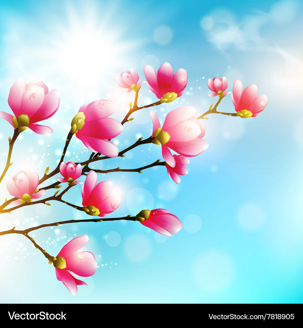 Magnolia Royalty Free Vector Image - VectorStock