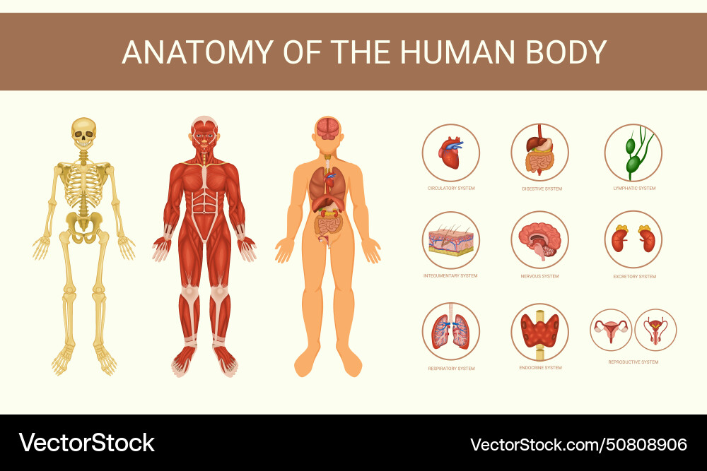 Human anatomy educative poster with skeleton Vector Image