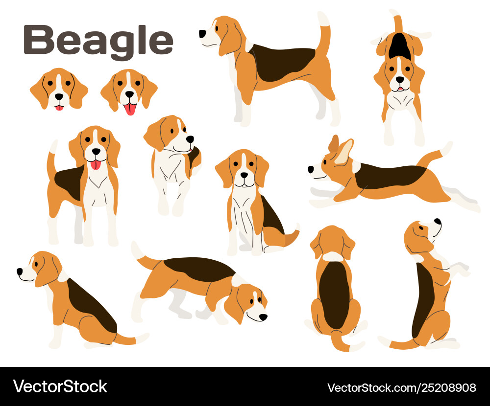 Happy Beagle Dog Poses Royalty Free Vector Image