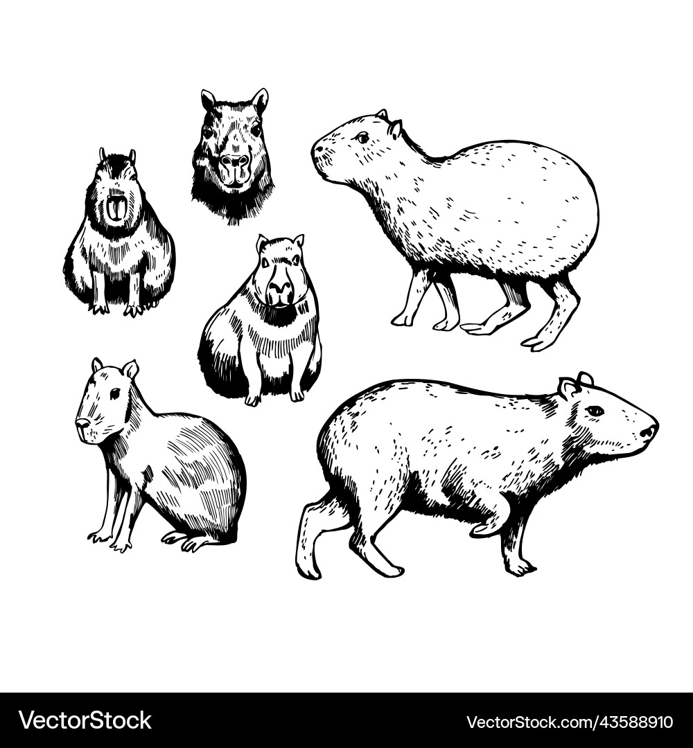 Capybara sketch Royalty Free Vector Image - VectorStock