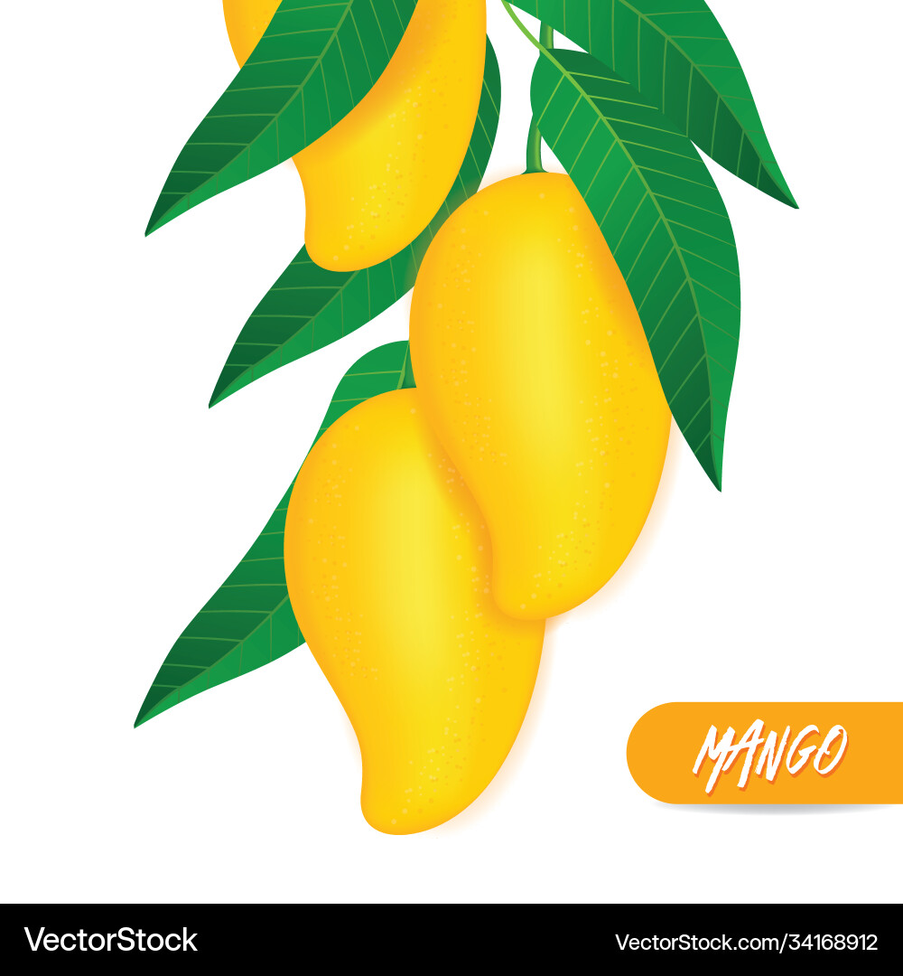 Mango fresh fruit graphic Royalty Free Vector Image