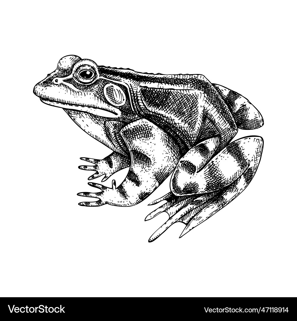 Frog sketch hand drawn wildlife in engraved Vector Image