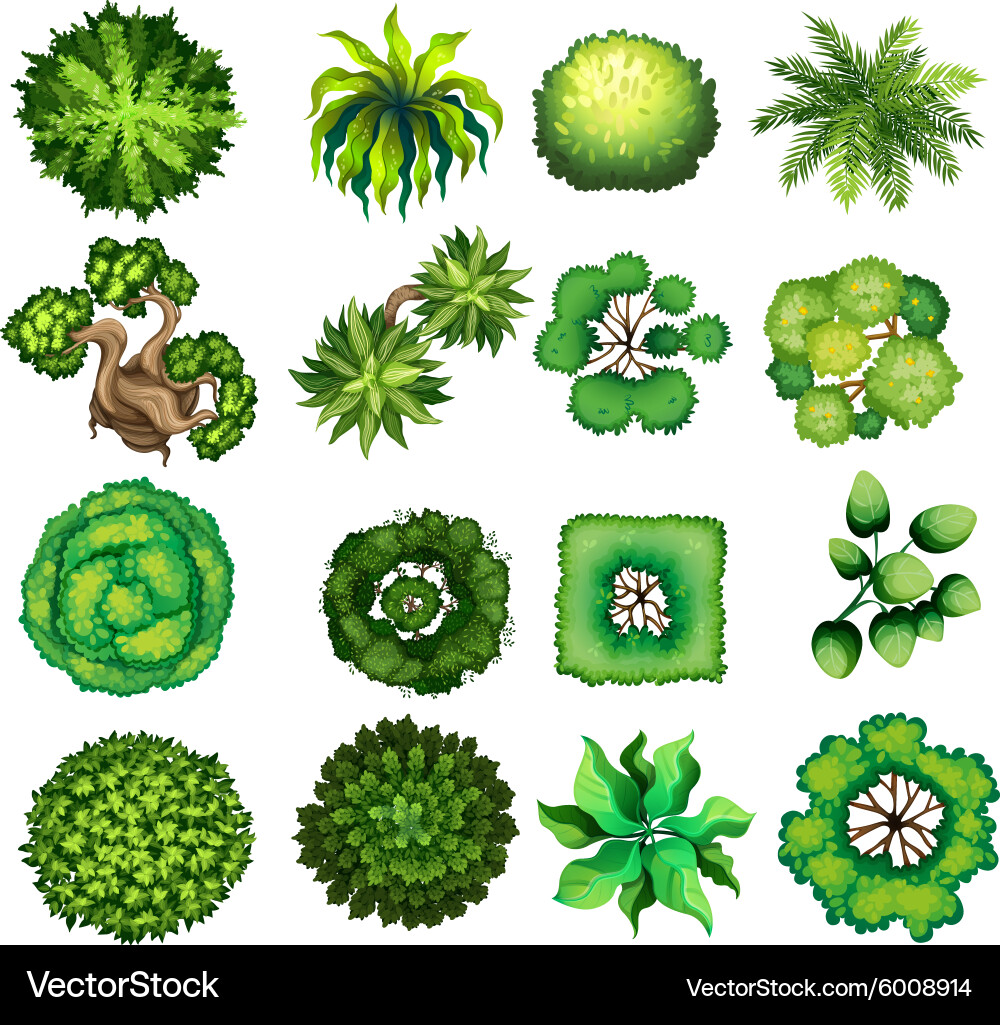 Top view of different kind plants Royalty Free Vector Image
