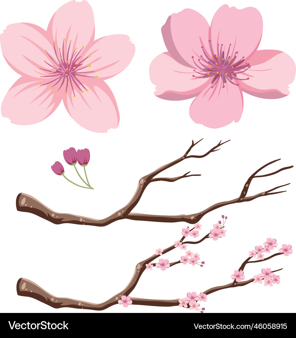 Japanese cherry blossom graphic Royalty Free Vector Image Japanese cherry blossom graphic Royalty Free Vector Image