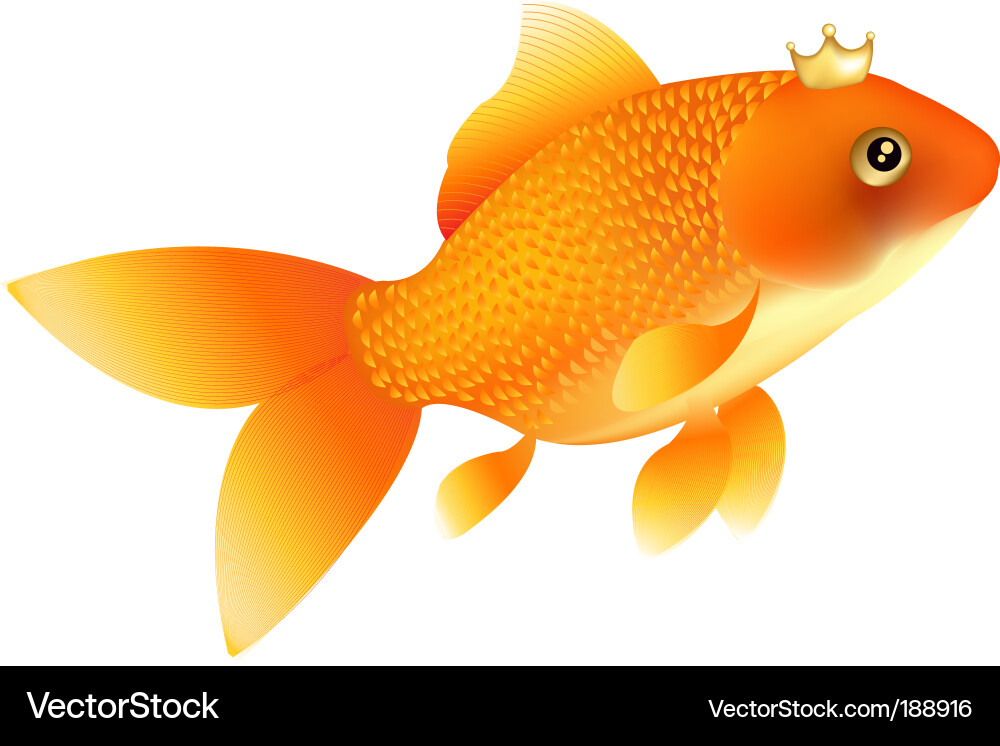 Goldfish Royalty Free Vector Image - VectorStock