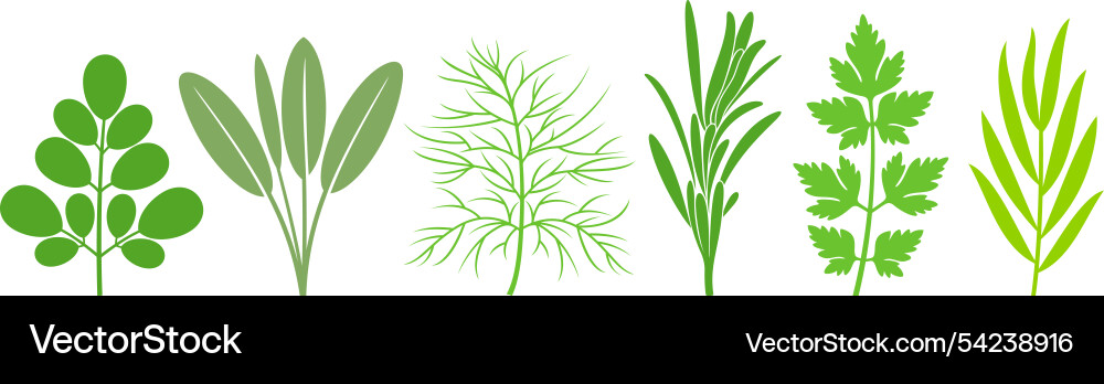 Herbs Royalty Free Vector Image - VectorStock