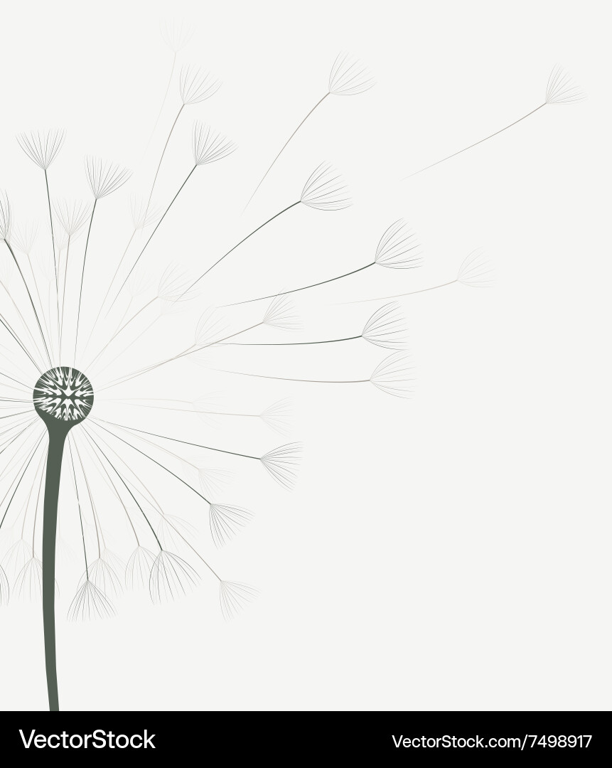 Dandelion flower Royalty Free Vector Image - VectorStock