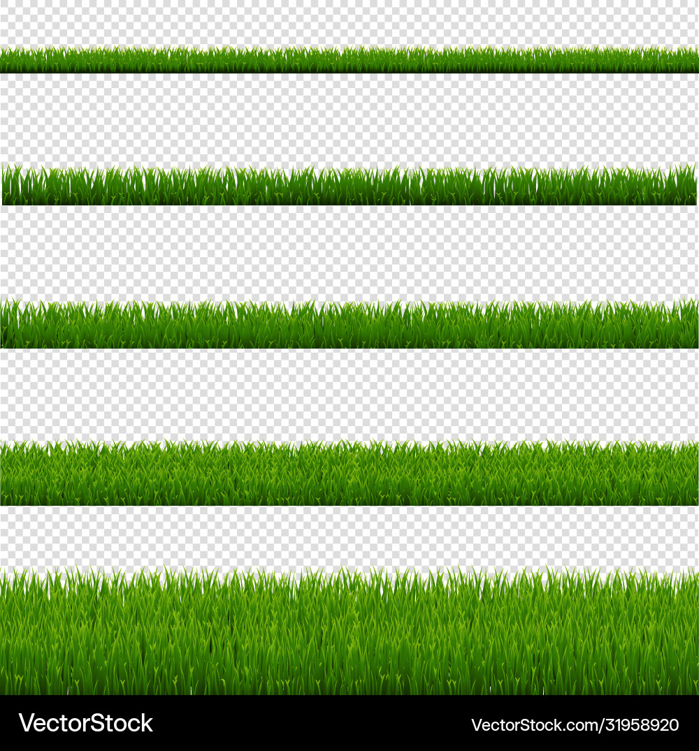 Green grass isolated transparent background Vector Image