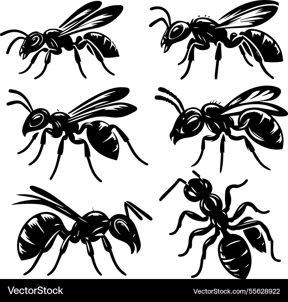 Stylized black ant set and silhouette Royalty Free Vector