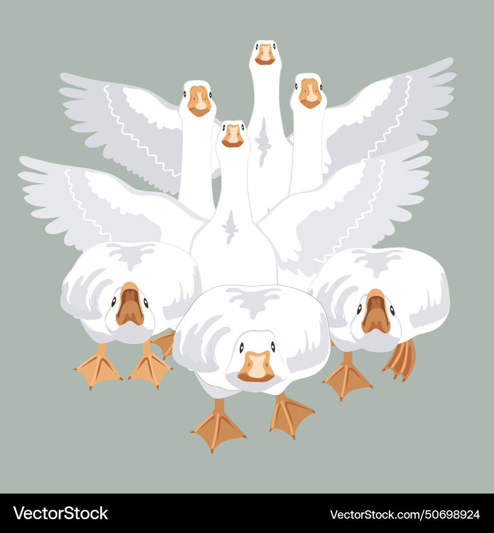 Angry and brave geese running going to bite Vector Image