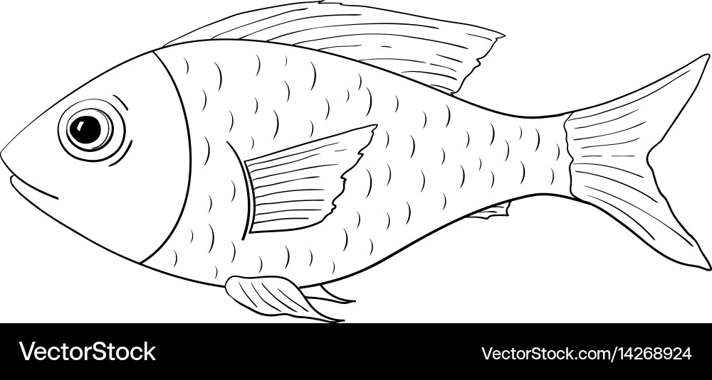 Fisch skizz doodle Lizenzfreies Vektorbild - VectorStock