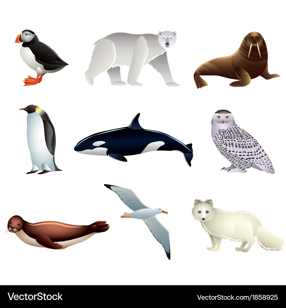 Arctic animals Royalty Free Vector Image - VectorStock