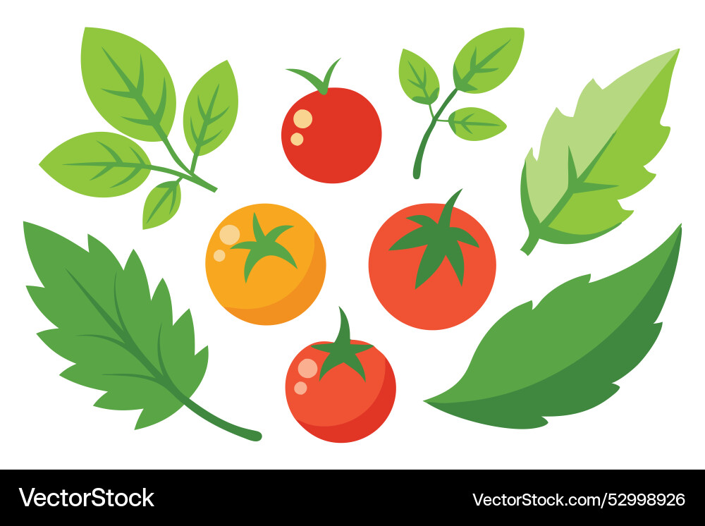 Tomato with leaves set isolated flat on white Vector Image