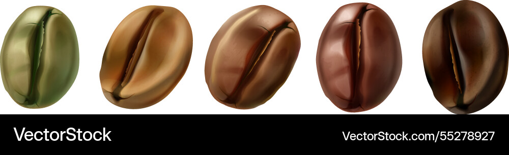 Coffee beans stages realistic arabica roast bean Vector Image