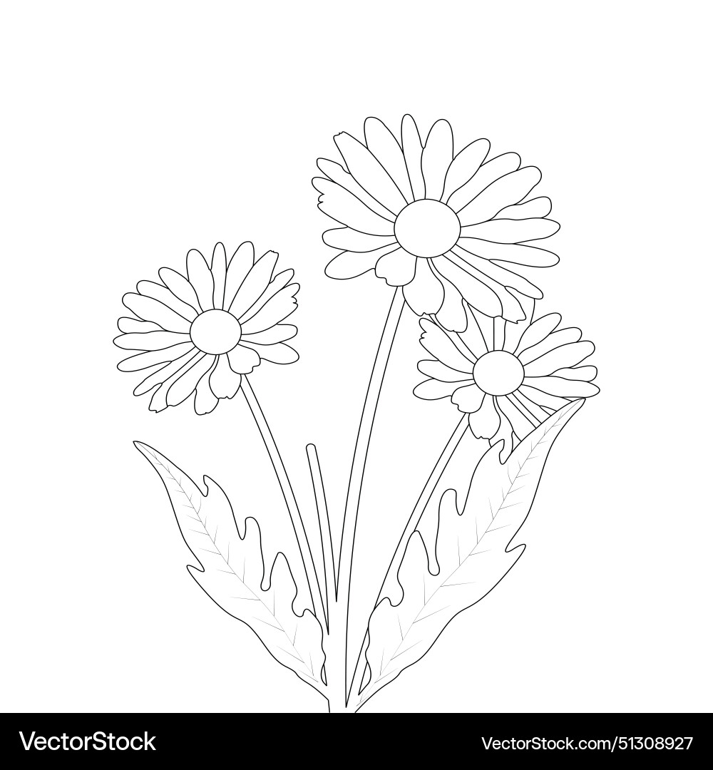Daisy flower coloring page for kids Royalty Free Vector