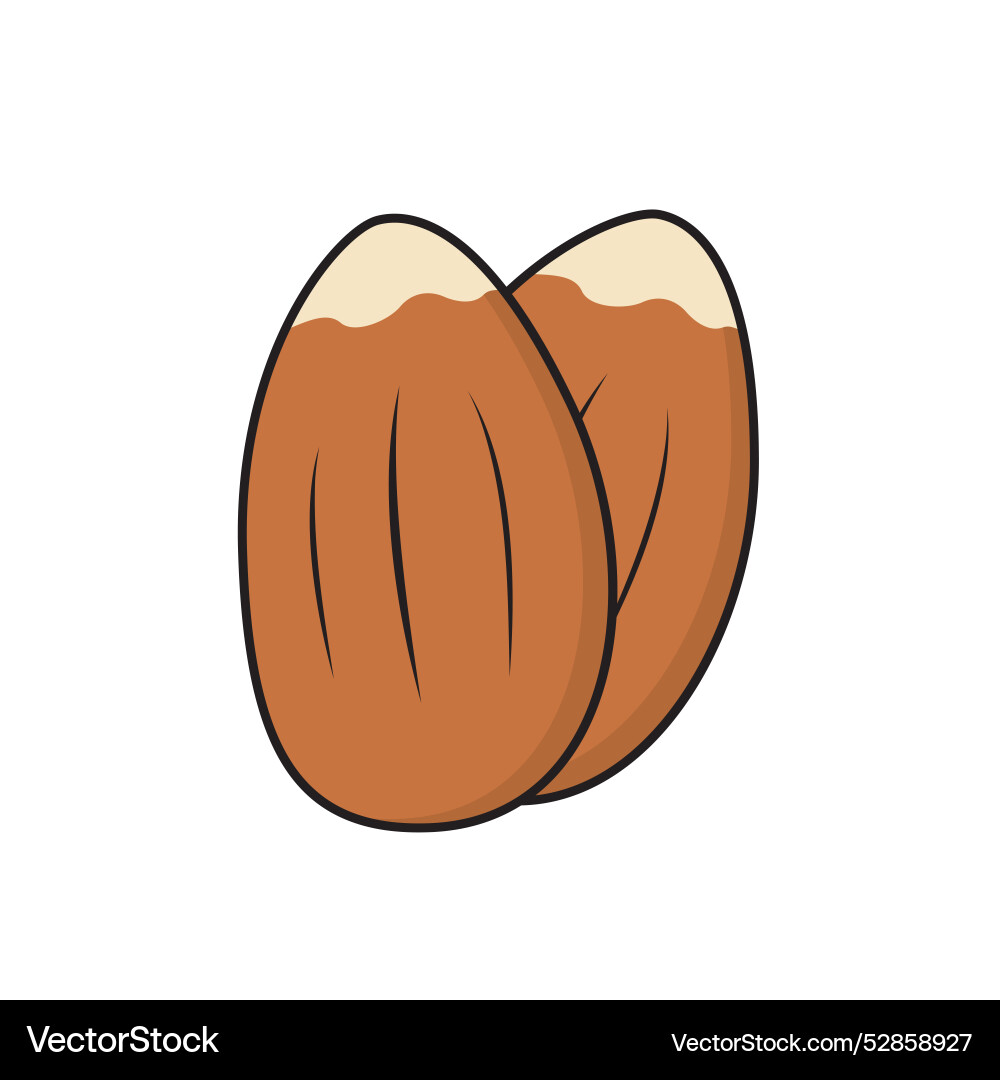 Nut on white Royalty Free Vector Image - VectorStock