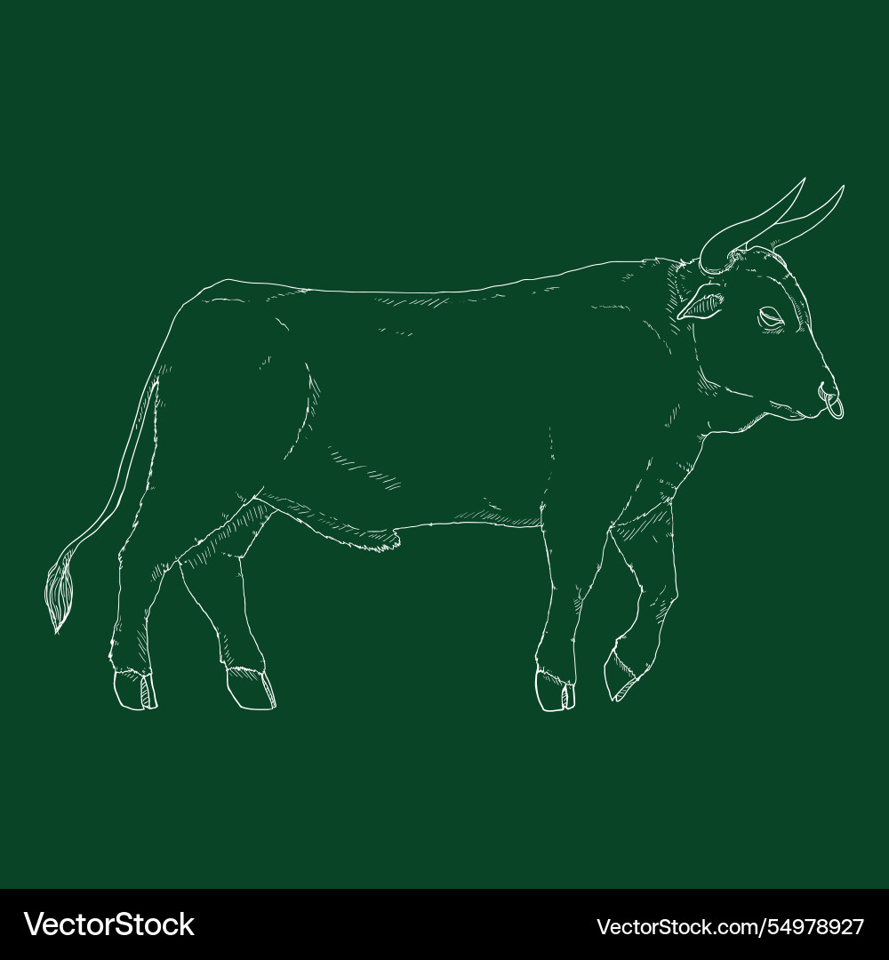 Sketch bull hand drawn side view Royalty Free Vector Image