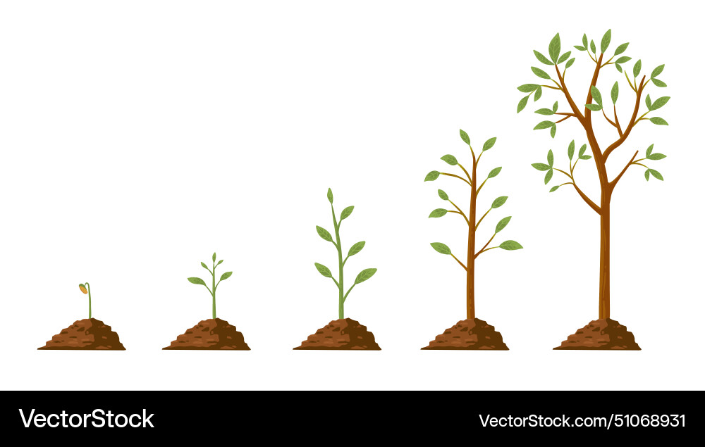 Tree grow plant growth from seed to sapling Vector Image