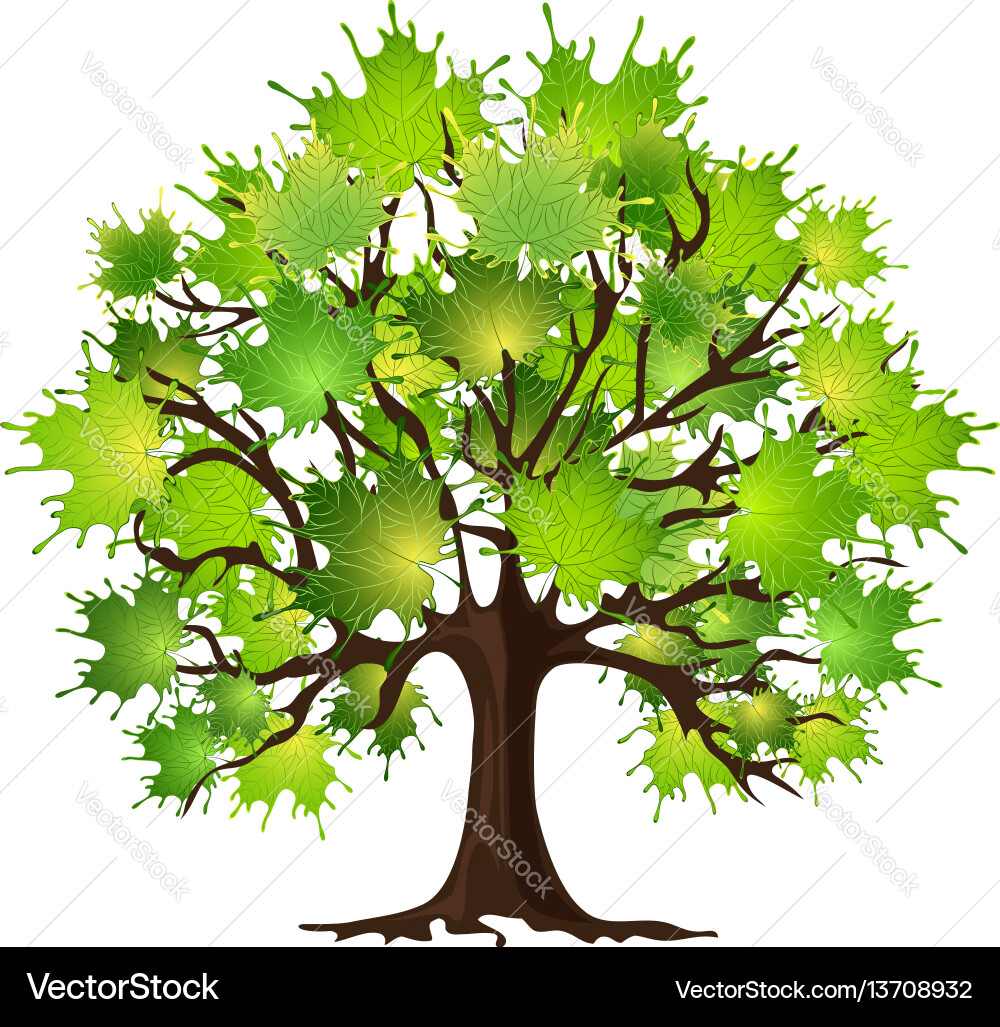Maple tree on white Royalty Free Vector Image - VectorStock