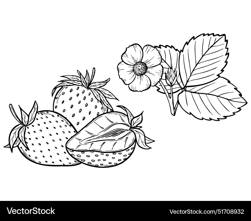 Strawberry line art set with berries Royalty Free Vector