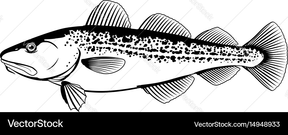 Atlantic cod black and white fish Royalty Free Vector Image