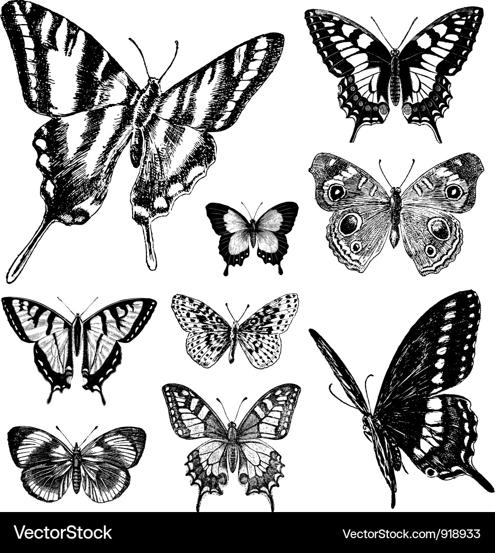 Butterflies Vector Images (over 180,000)