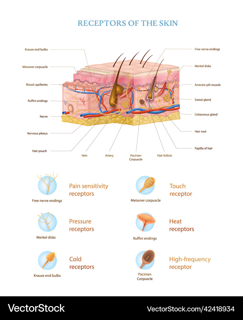 Skin anatomy realistic infographics Royalty Free Vector