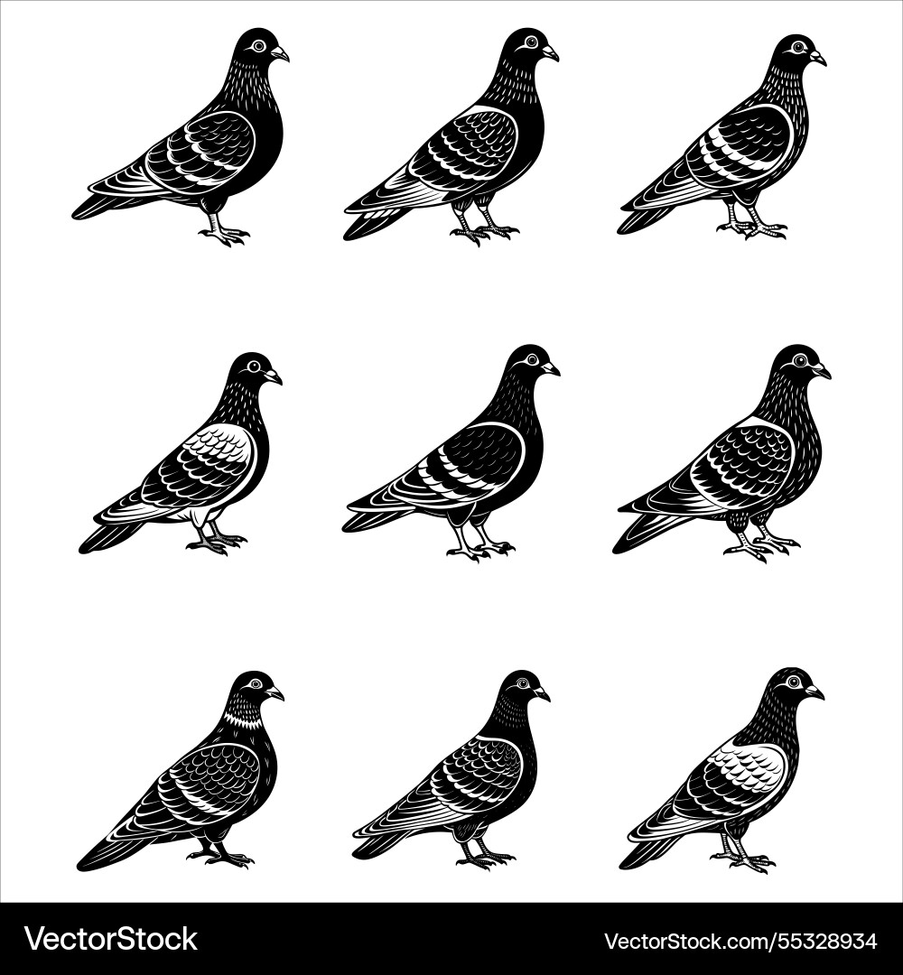 Typical pigeons Royalty Free Vector Image - VectorStock